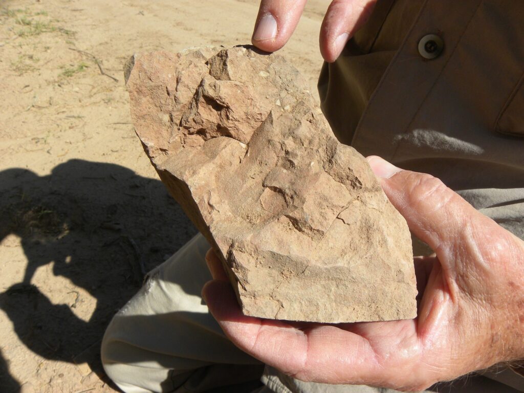 Dinossauros: prestes a completar 30 anos das primeiras descobertas ...